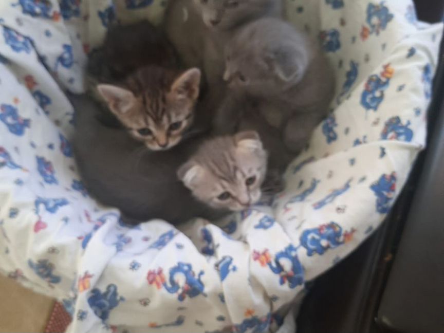 Котята в добрые руки