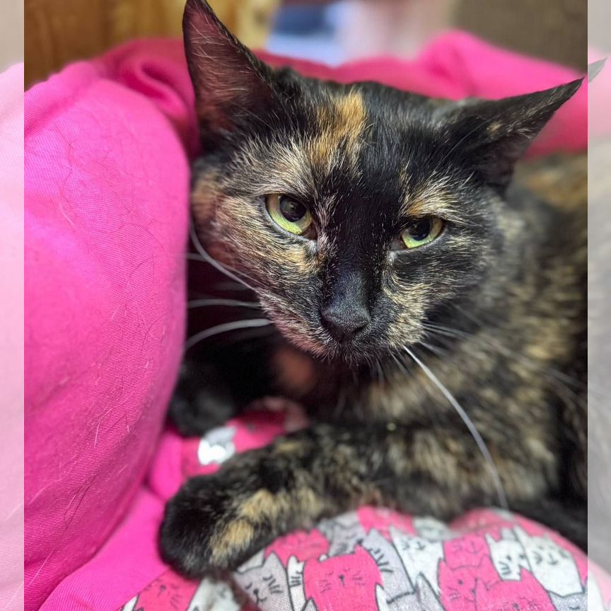 Взрослая кошка в добрые руки