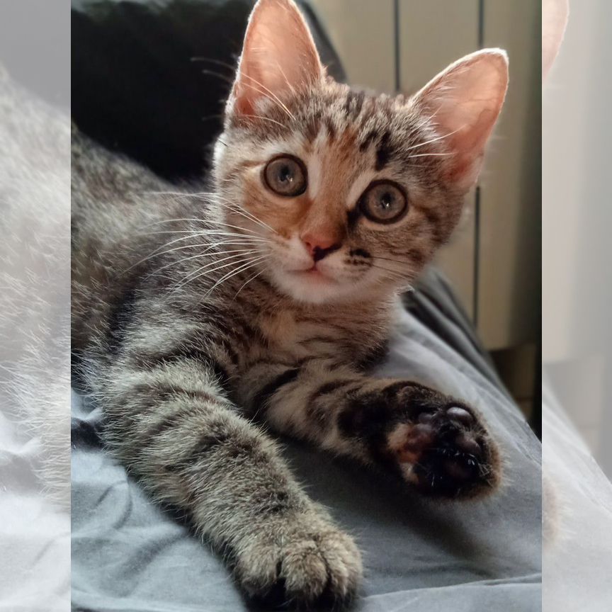 Котёнок с глазами полными грусти, в добрые руки