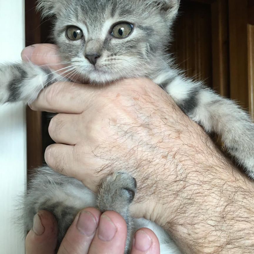 Маленький принц