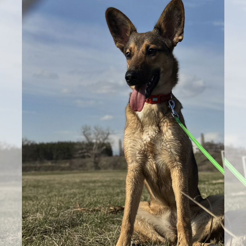 Щенок в добрые руки