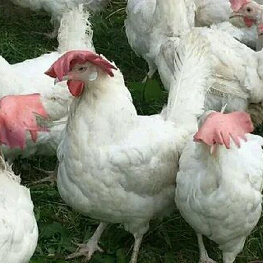 Куры несушки