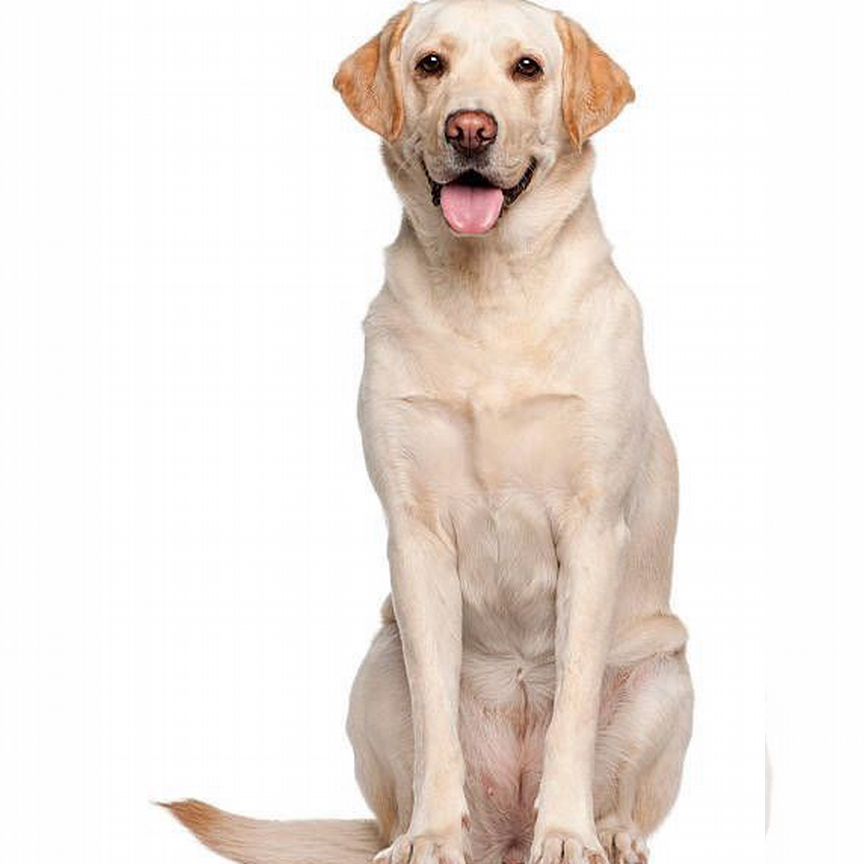 Лабрадор-ретривер, взрослая собака