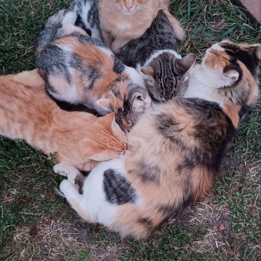 Отдам бесплатно котят в хорошие руки