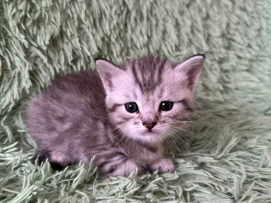 Шотландские вислоухие котята