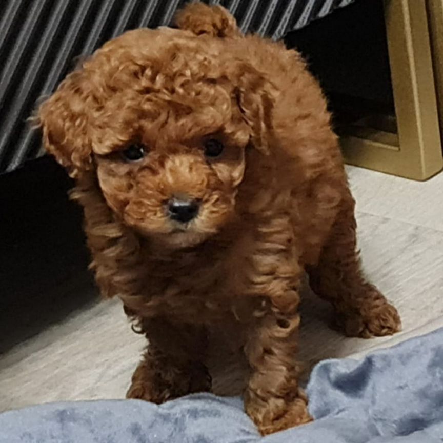 Мальтипу ф1 девочка ред браун