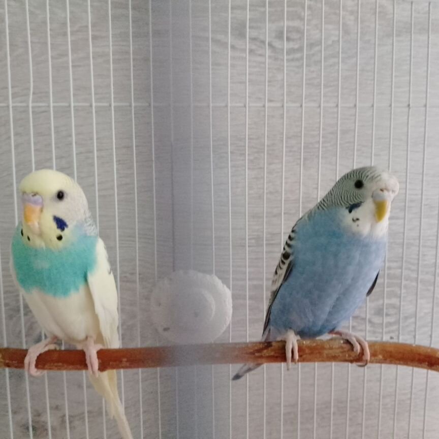 Волнистый попугай