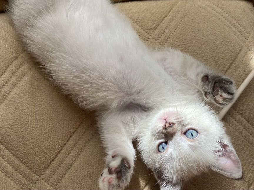 Британская кошка. Серебристая шиншилла