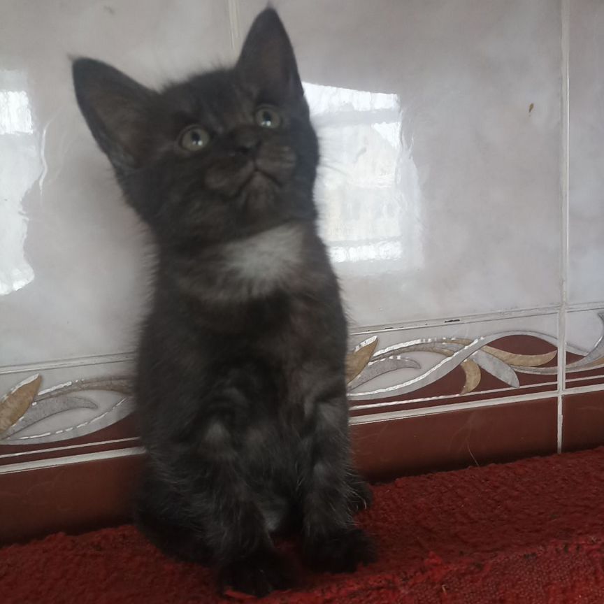 Котёнок от частного владельца