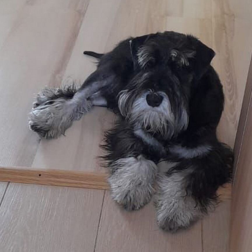 Цвергшнауцер, взрослый пёс