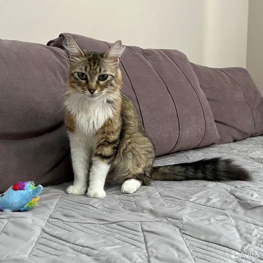 Кошка