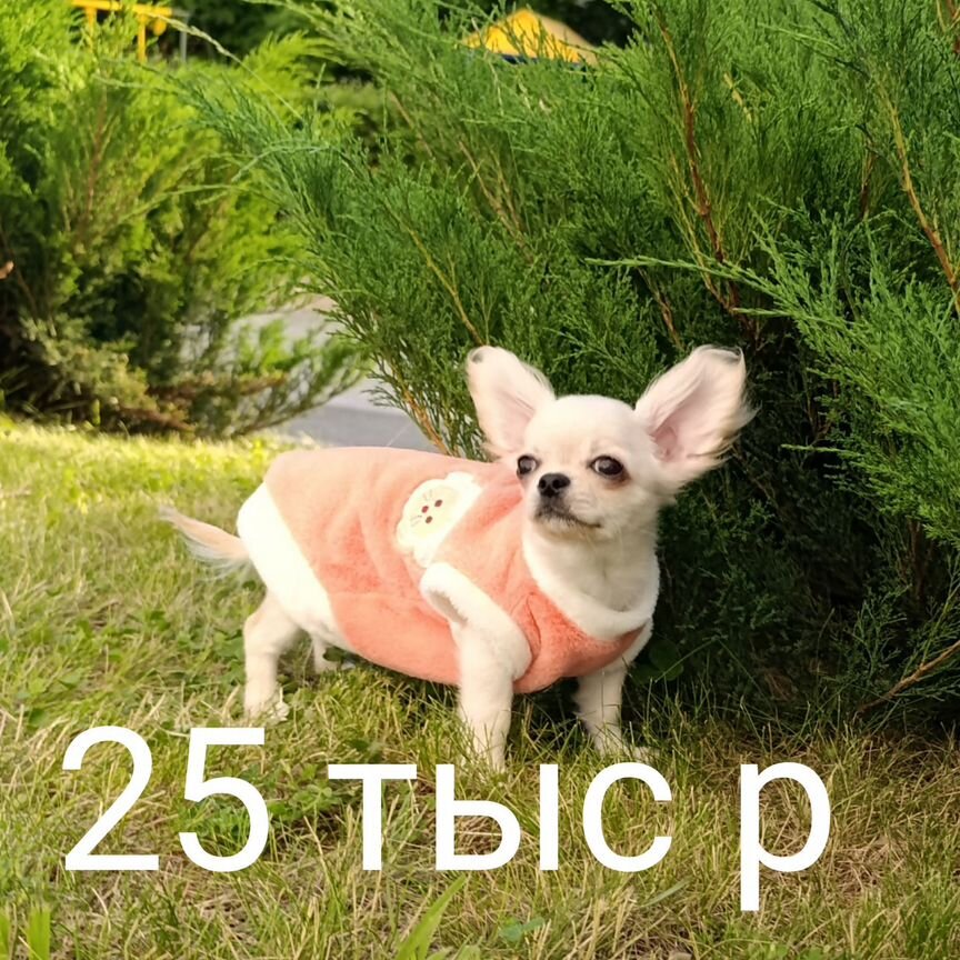 Космический красавчик