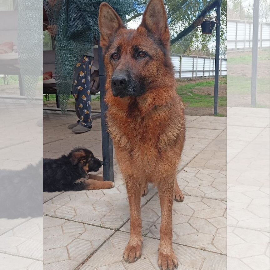 Немецкая овчарка, щенок