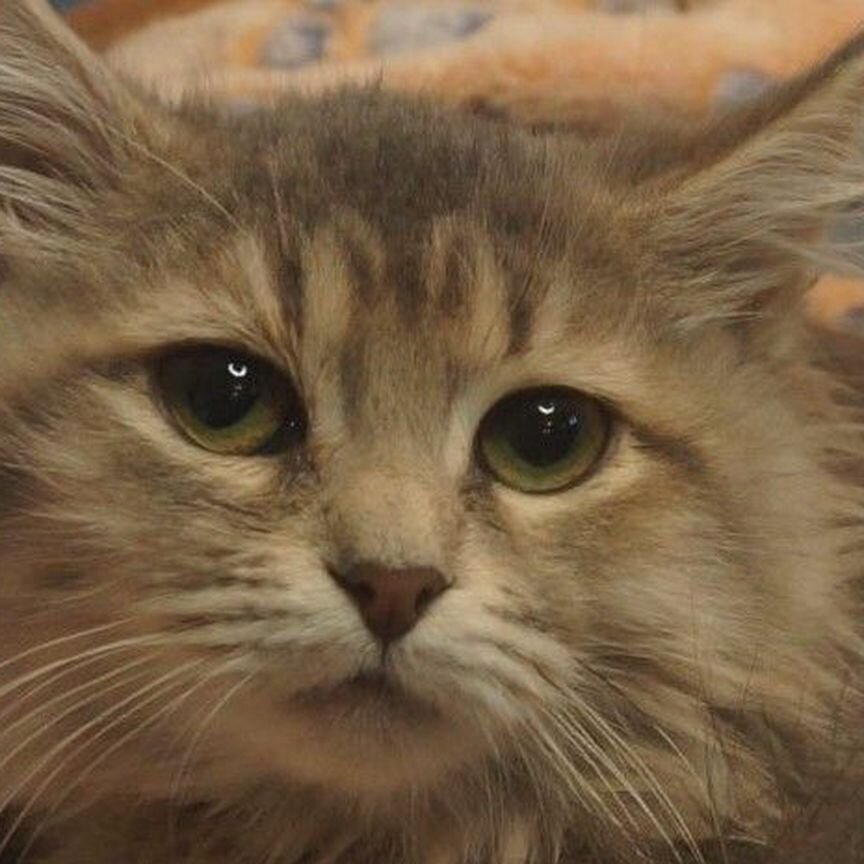 Котёнок Василёк