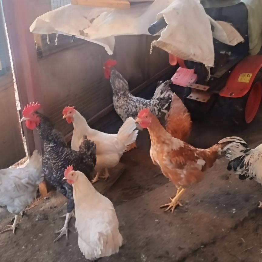 Молодые петушки и курочки