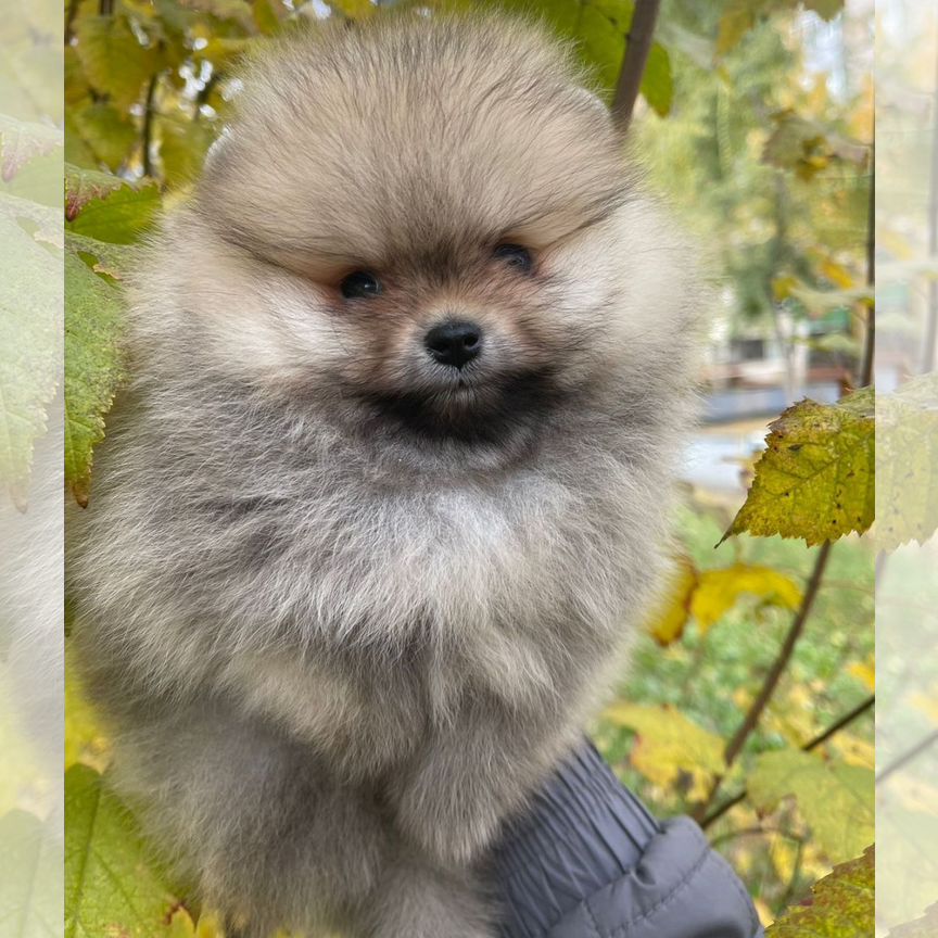 Померанский шпиц мини мальчик