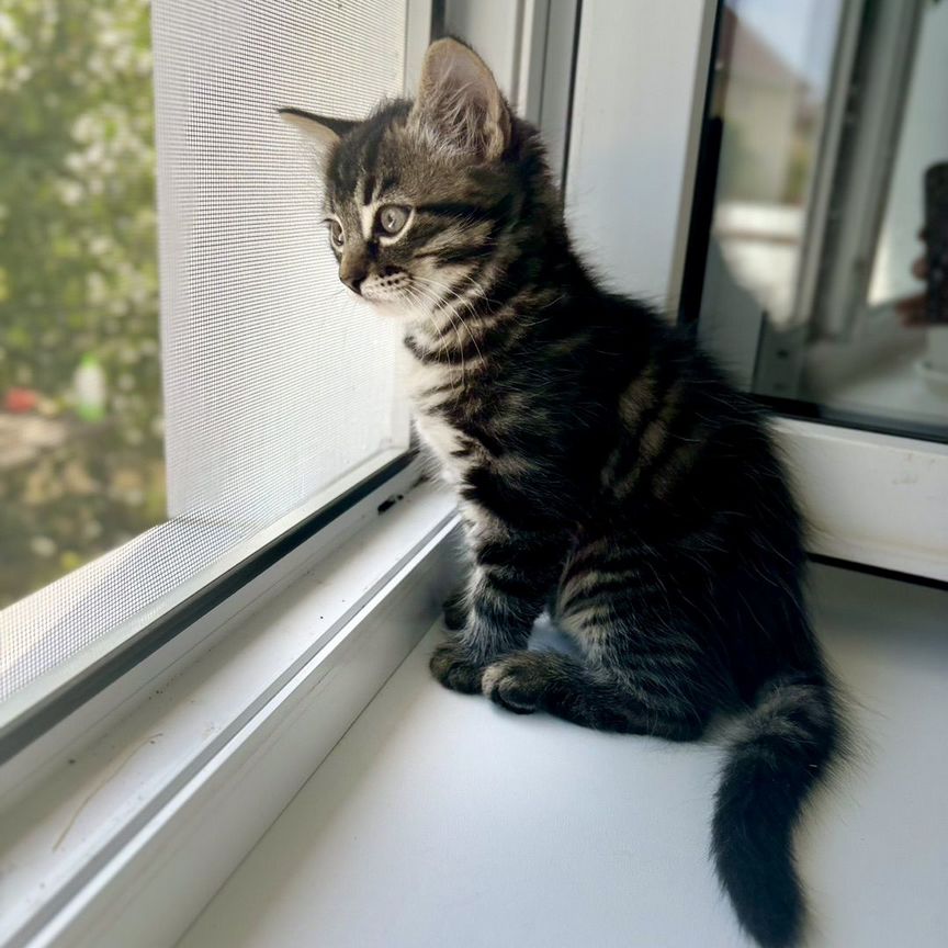 Котенок мальчуган