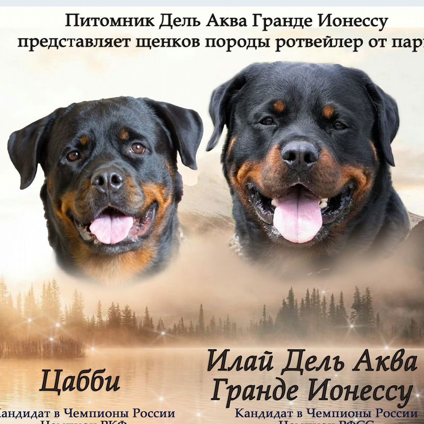 Продажа щенков ротвейлера