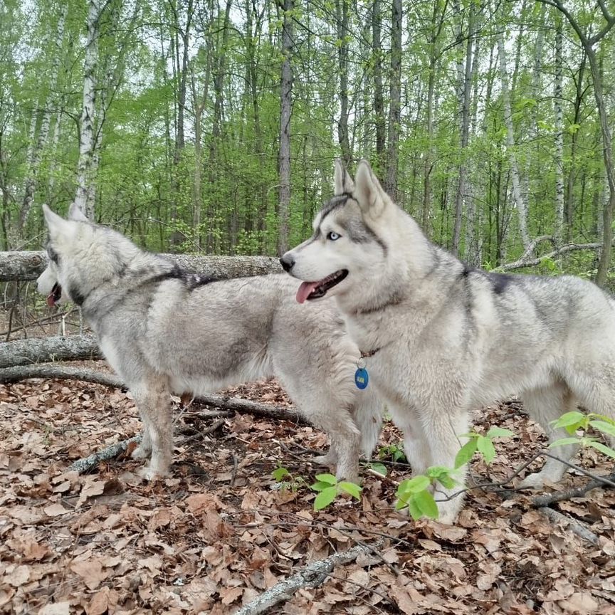 Дог трекинг