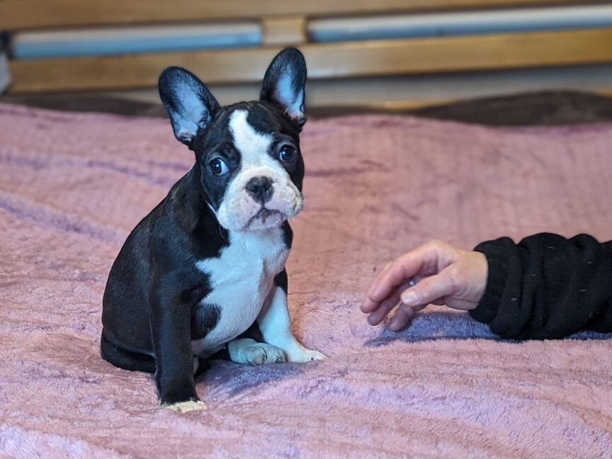 Малышка французик