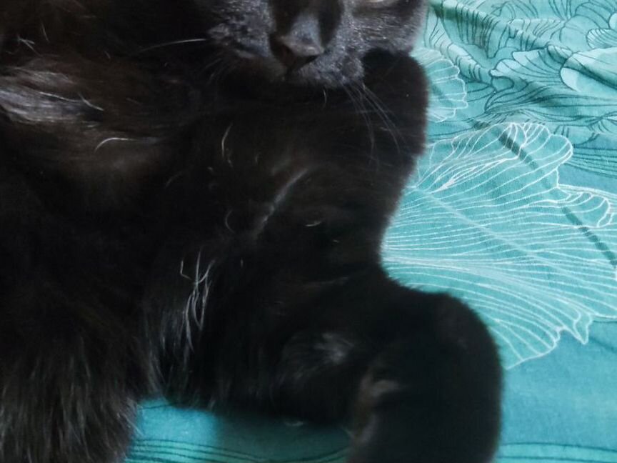 Черная кошка