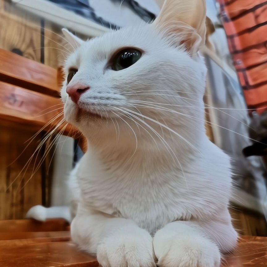 Као-мани, взрослая кошка