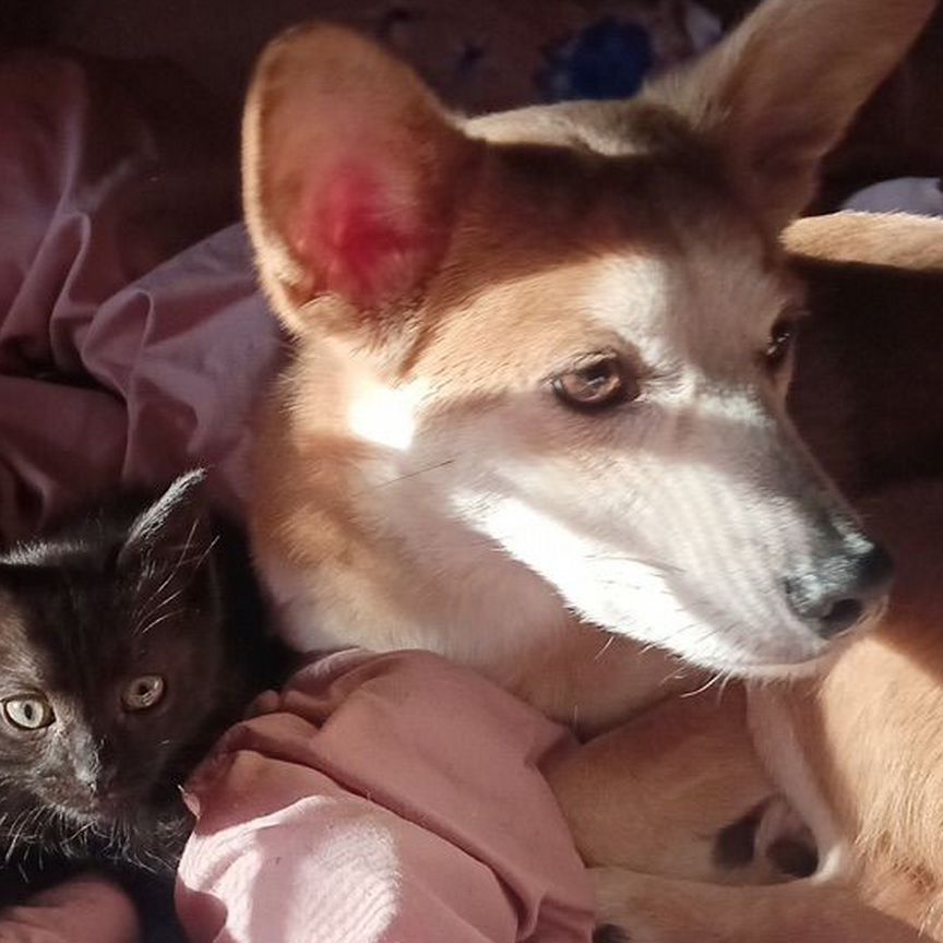 Котёнок в добрые руки