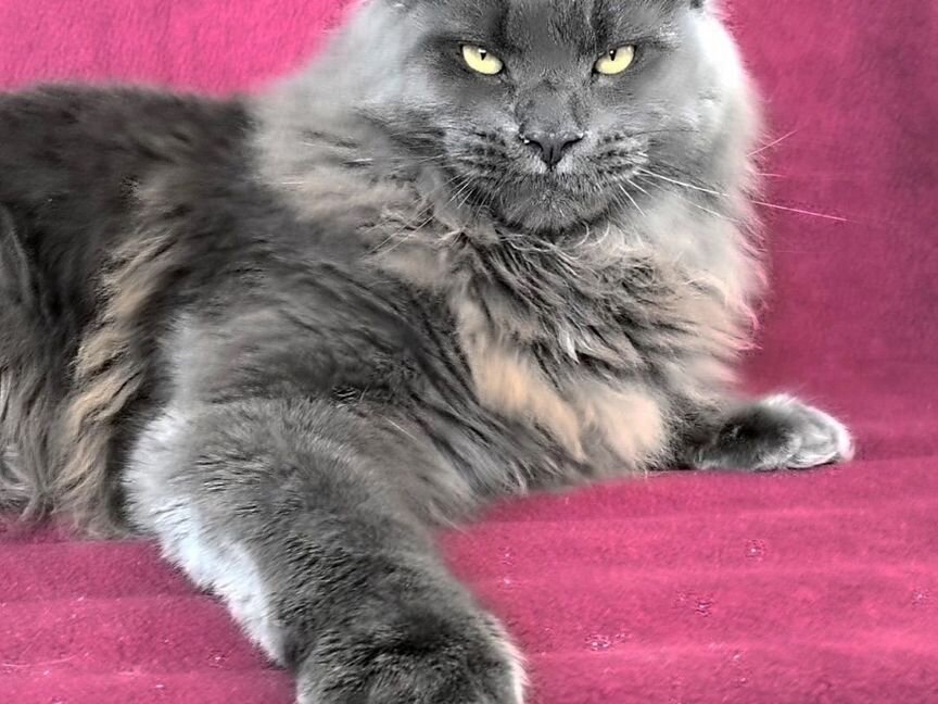 Котята мейн-кун