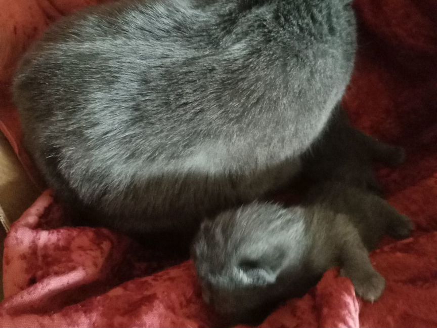 Продается катенок породы русской голубой кошки