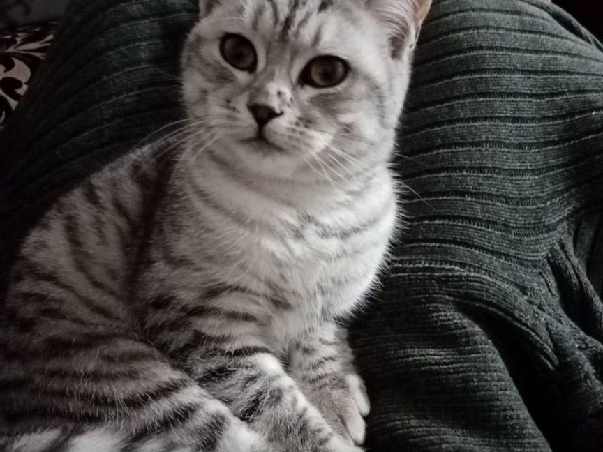 Шотландская прямоухая кошка