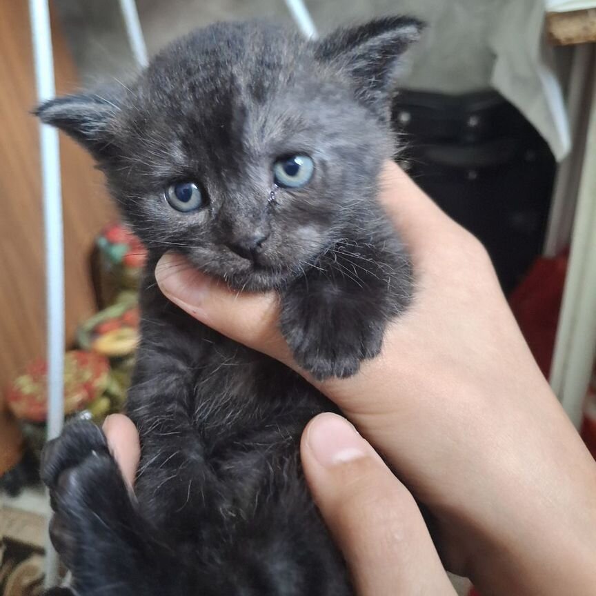 Шотландский прямоухий длинношёрстный котёнок