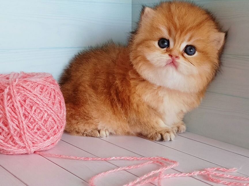 Золотые шиншиллы