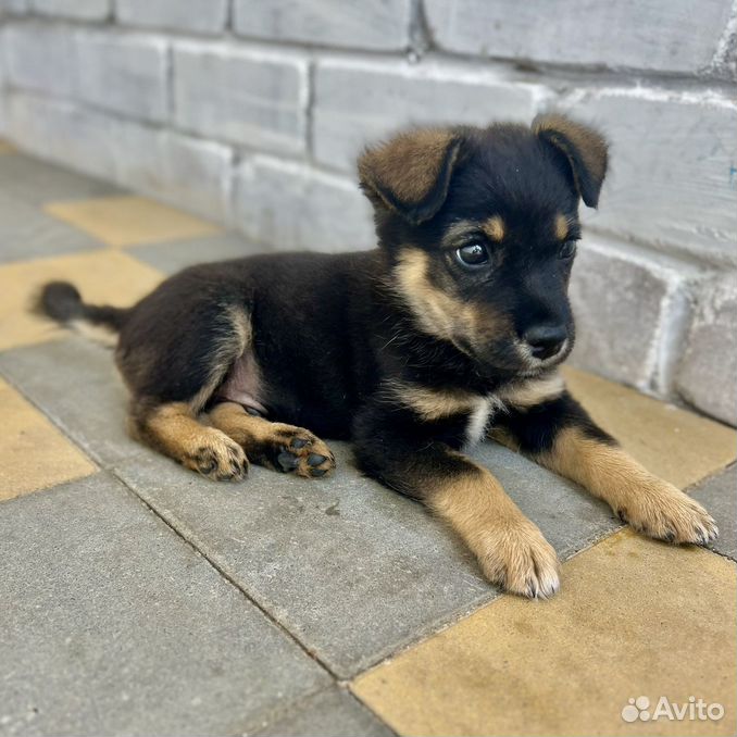 Щеночек мальчик 2 мес