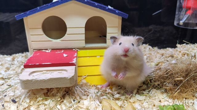 Сирийские хомячки