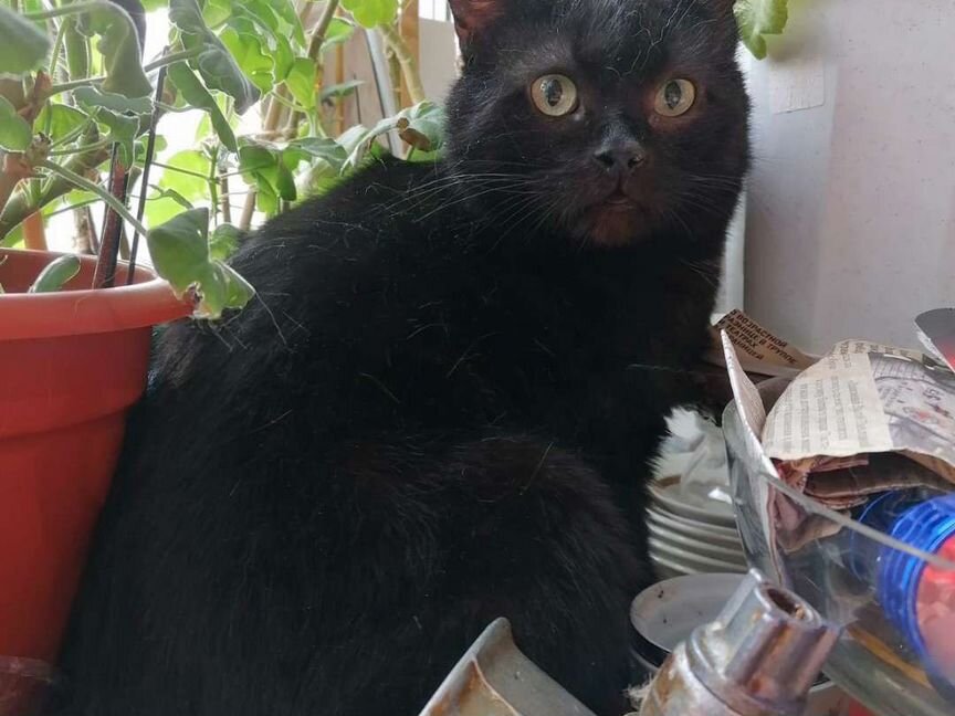 Кот Степка