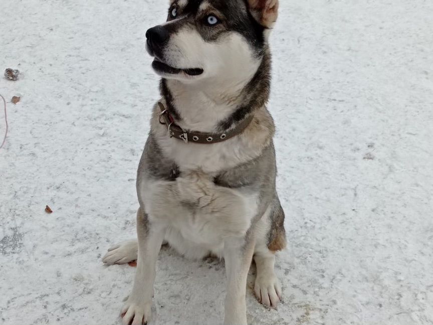 Алиса ждет в приюте