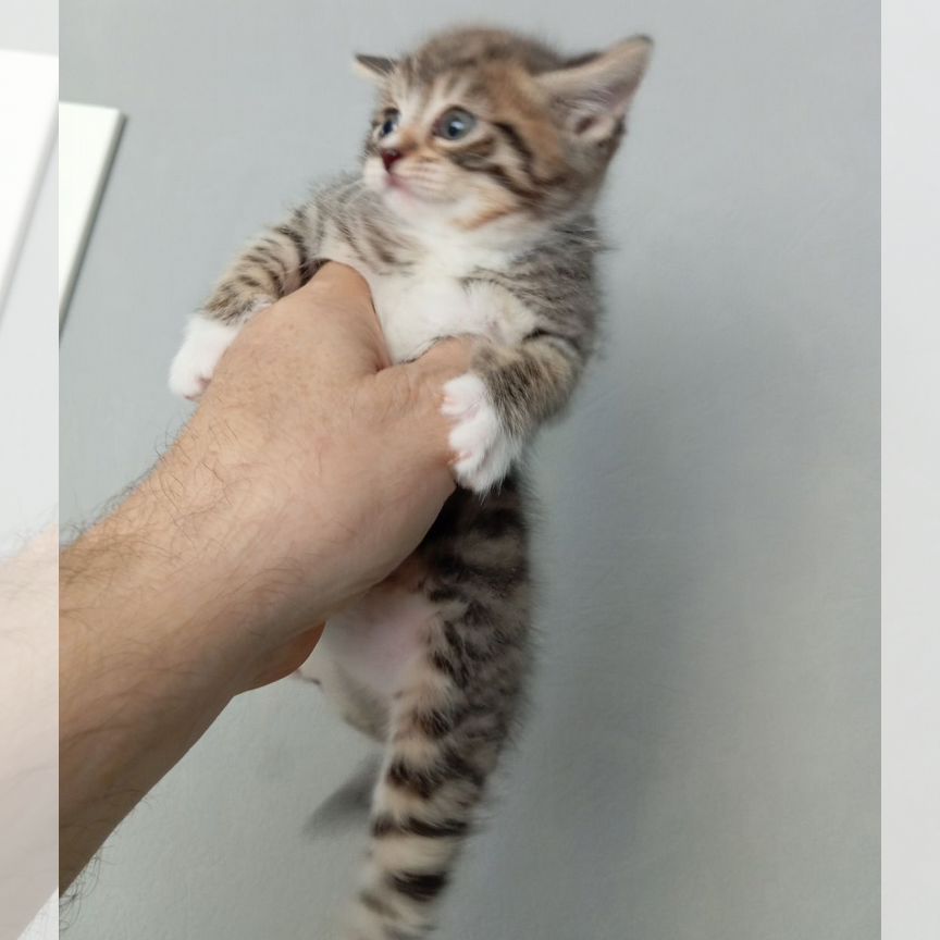 Котёнок в добрые руки