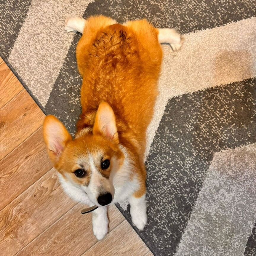 Щенок Вельш-корги пемброк