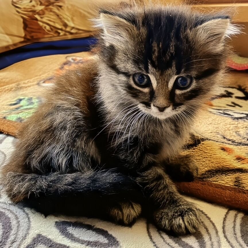 Американский короткошёрстный котёнок