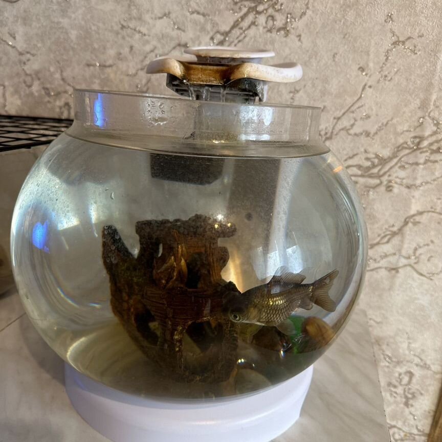 Аквариум с черной рыбкой "Телескоп"