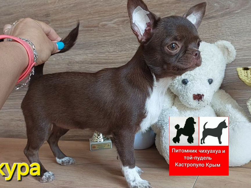Чихуахуа мини РКФ Сакура