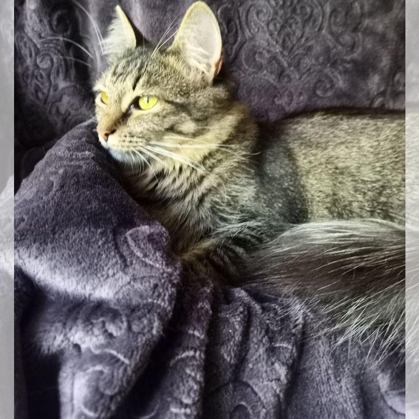 Пушистая красавица в поисках дома