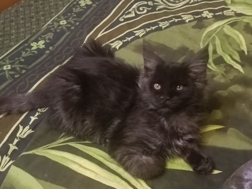 Котята мейн-кун