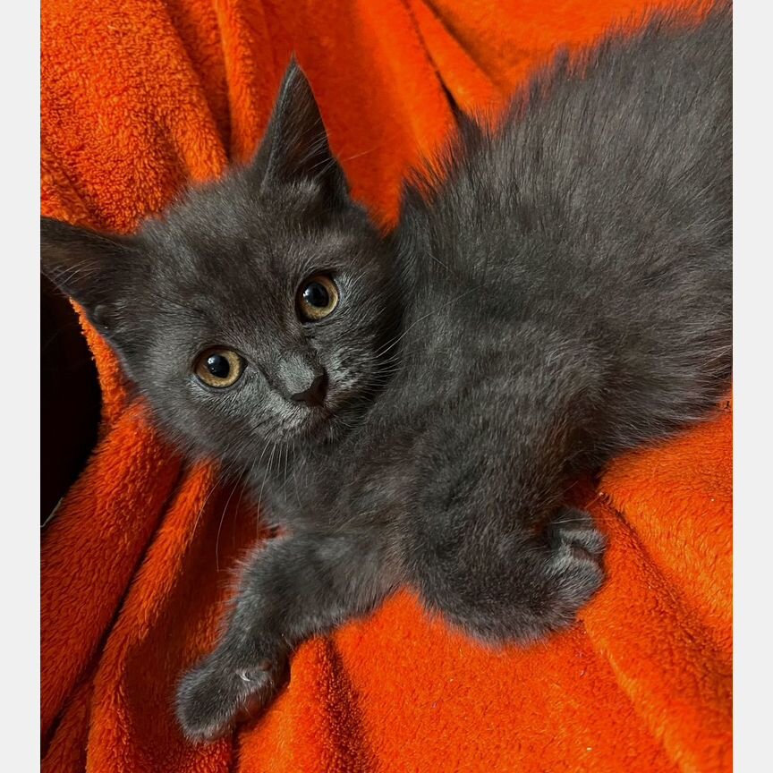 Кошка