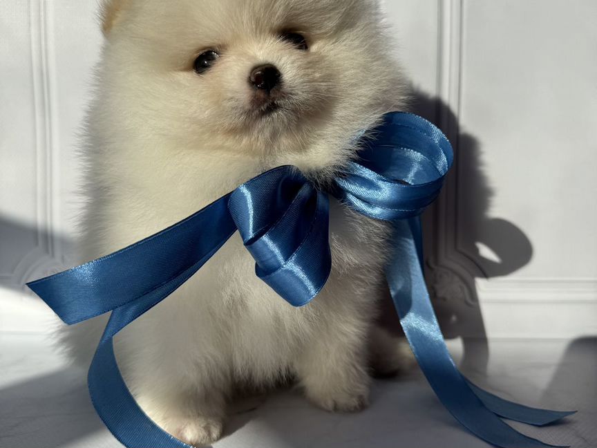 Щенки померанского шпица медвежьего типа