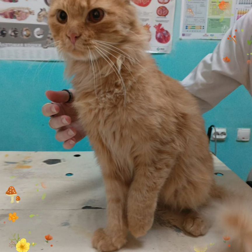 Рыжее солнышко в добрые руки