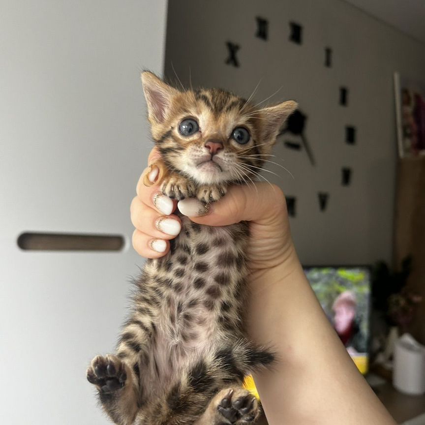 Продам породистых бенгальских котят