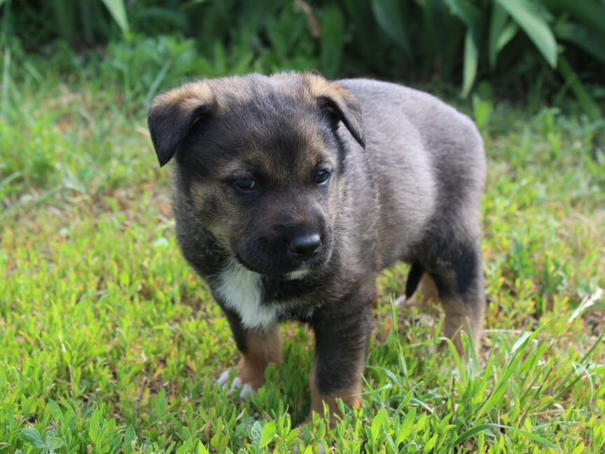 Сотрудник охраны вашего дома. Щенки дворовые