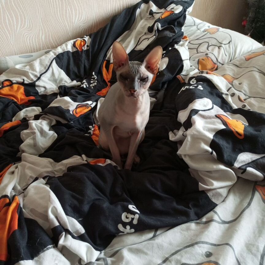 Канадский сфинкс котёнок