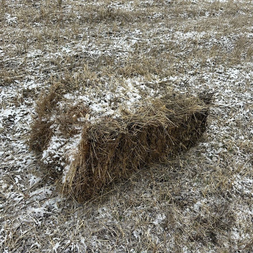 Сено второй сорт бесплатно